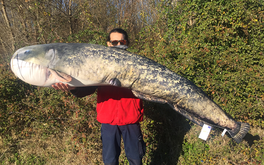 Gaby Cuscino Siluro World Record Idea Regalo Pesca Siluro Fiume